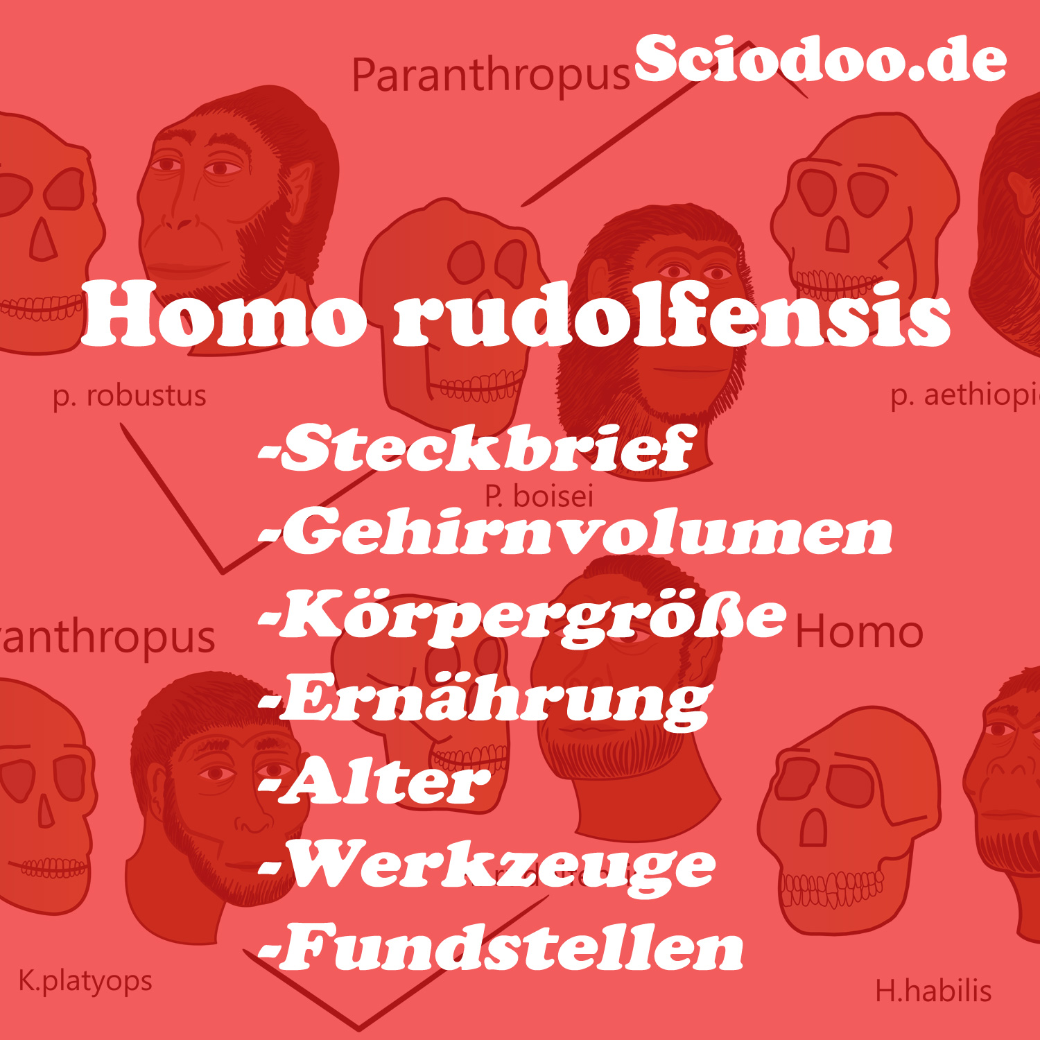Wer war Homo rudolfensis: Steckbrief, Fragen und Antworten - Geschichte ...