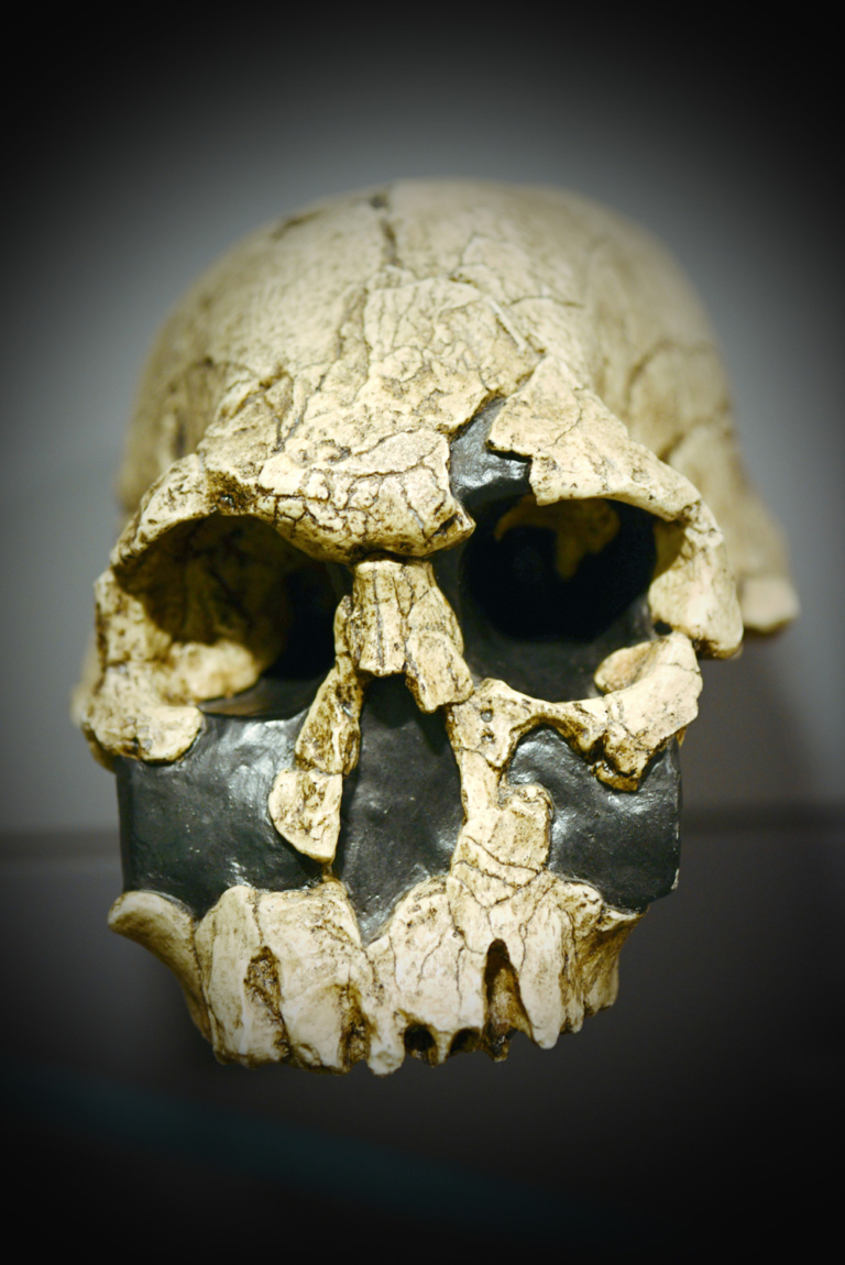 Wer war Homo rudolfensis: Steckbrief, Fragen und Antworten - Geschichte ...
