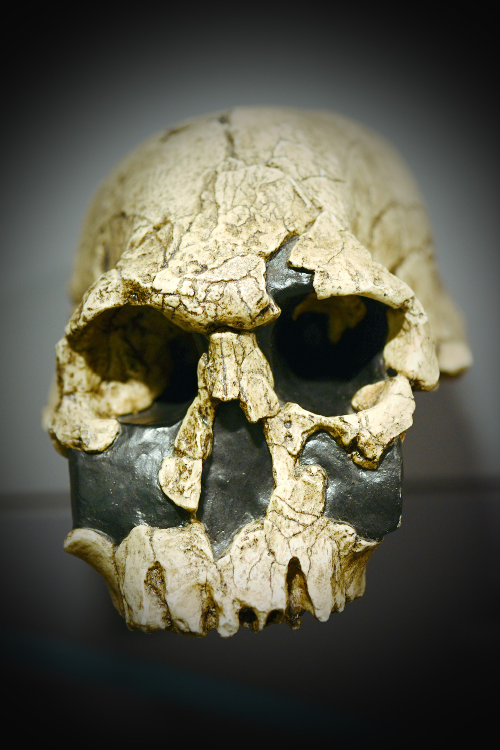Wer war Homo rudolfensis: Steckbrief, Fragen und Antworten - Geschichte ...