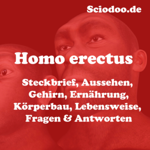Was ist ein Faustkeil: Steckbrief, Fragen & Antworten - Geschichte ...