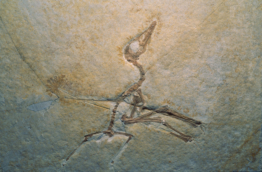 Was bedeutet Urzeit: Steckbrief, Fragen und Antworten - Geschichte ...