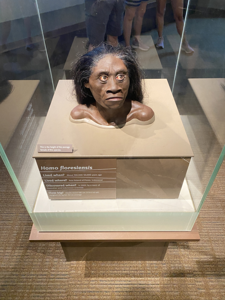 Homo floresiensis (Flores-Mensch) einfach erklärt mit Steckbrief ...