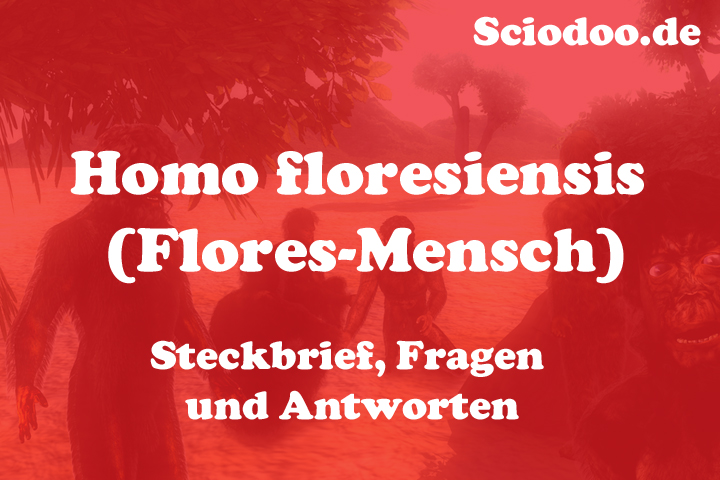 Homo floresiensis (Flores-Mensch) einfach erklärt mit Steckbrief ...