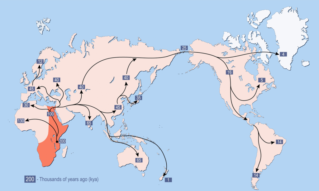 Out of Africa Theorie einfach erklärt mit Steckbrief - Geschichte (Sciodoo)